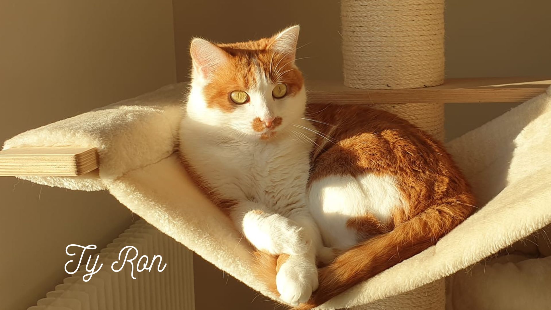 Ron - Les Petits Vagabonds