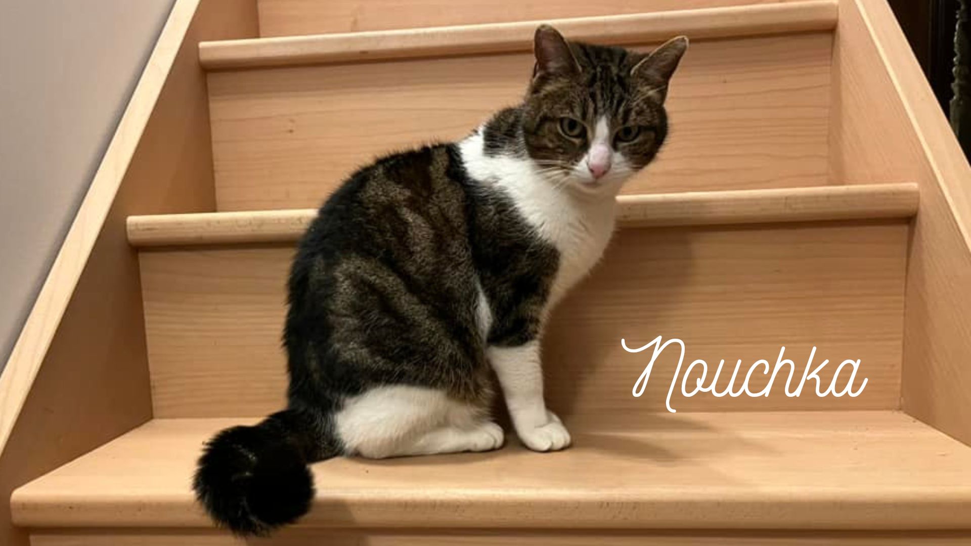 Nouchka - Les Petits Vagabonds