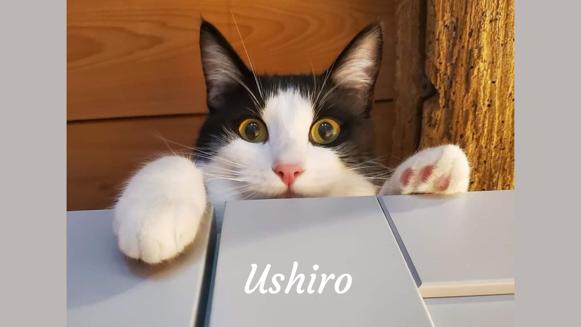 Ushiro - Les Petits Vagabonds